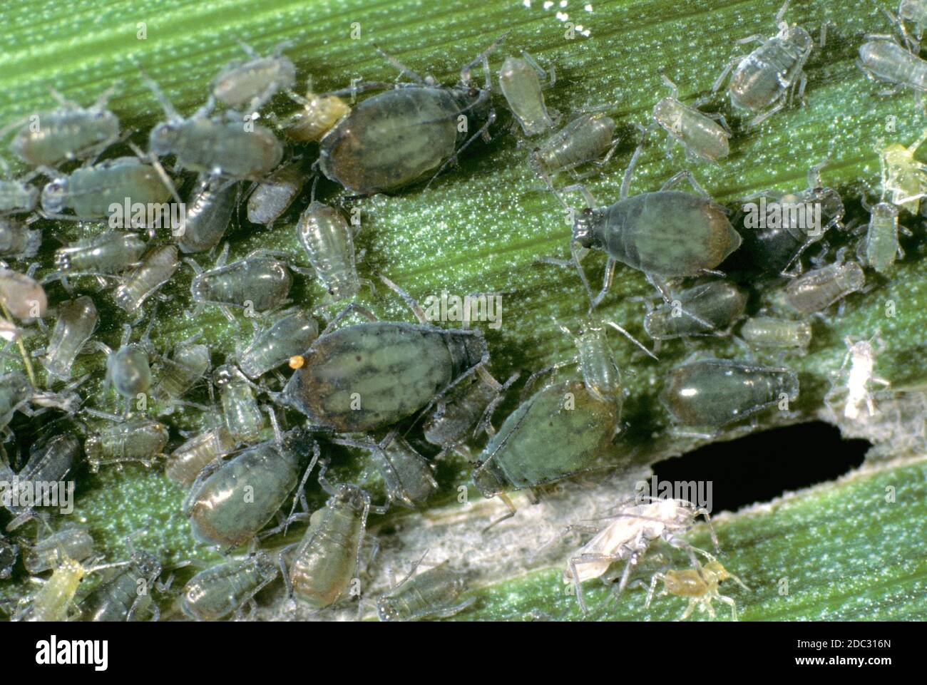 Corn leaf aphid hi-res stock photography and images - Alamy