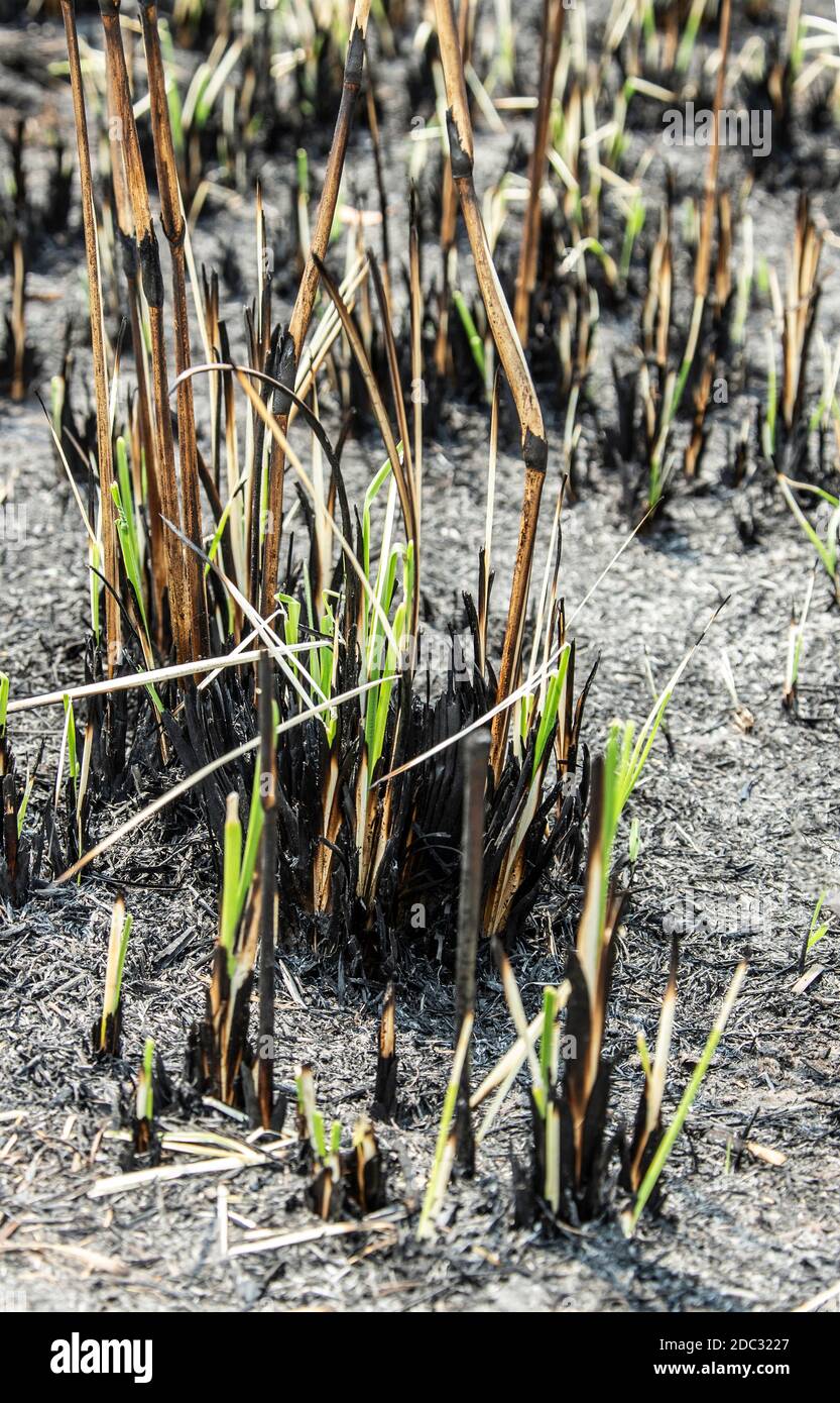 New green shoots hi-res stock photography and images - Alamy