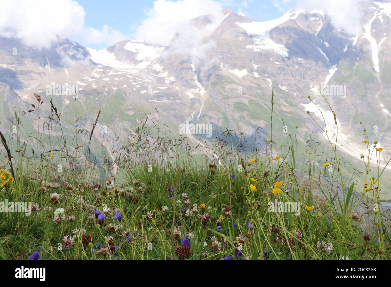 High mountain alpine flower hi-res stock photography and images - Alamy