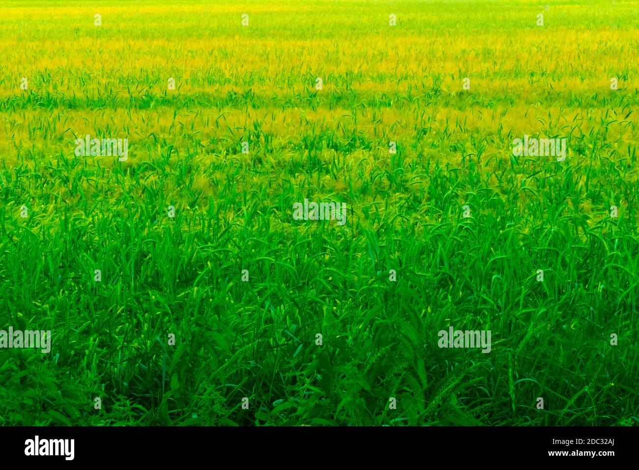 Grain land hi-res stock photography and images - Alamy