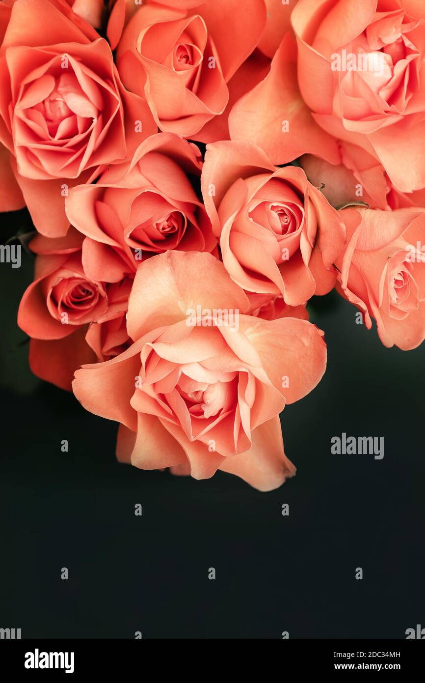 scarlet roses border on dark background with place for text close up ...