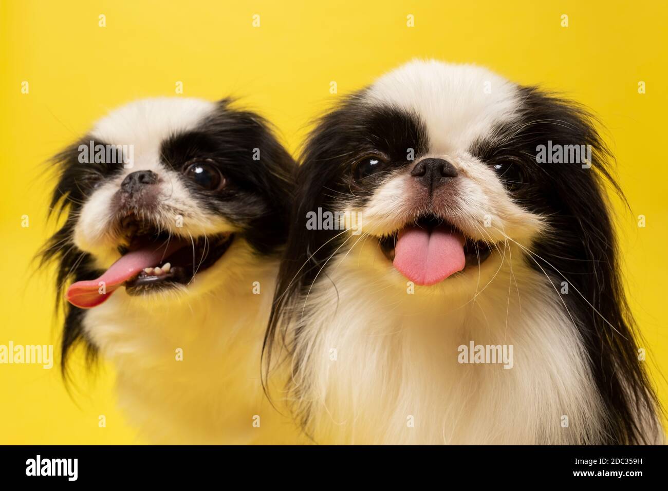 Two japanese chin dogs hi-res stock photography and images - Alamy