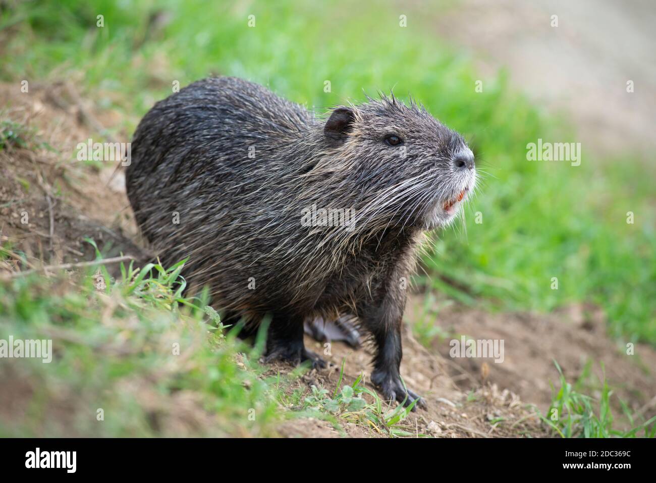 Italy, Lombardy, Countryside of Cremona Province, Coypu, Nutria ...