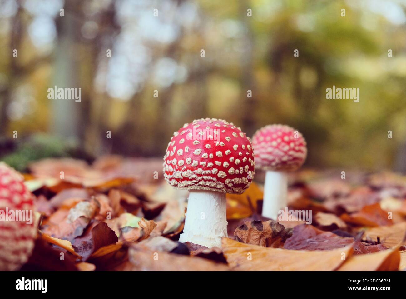 Spotted red mushroom hi-res stock photography and images - Alamy