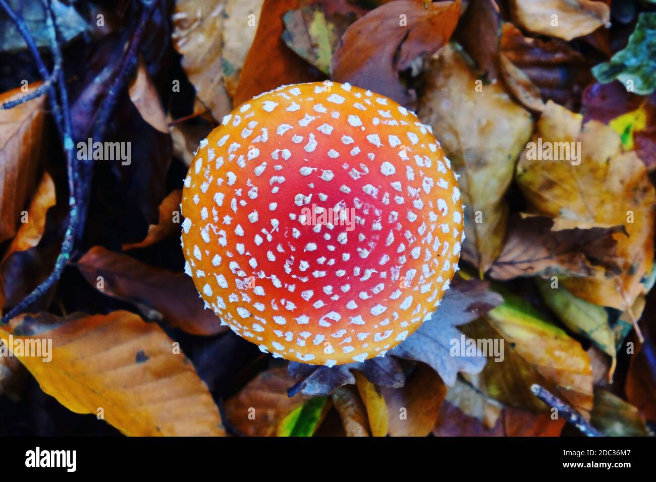 The white spotted red mushroom 'fly agaric' during the autumn months ...