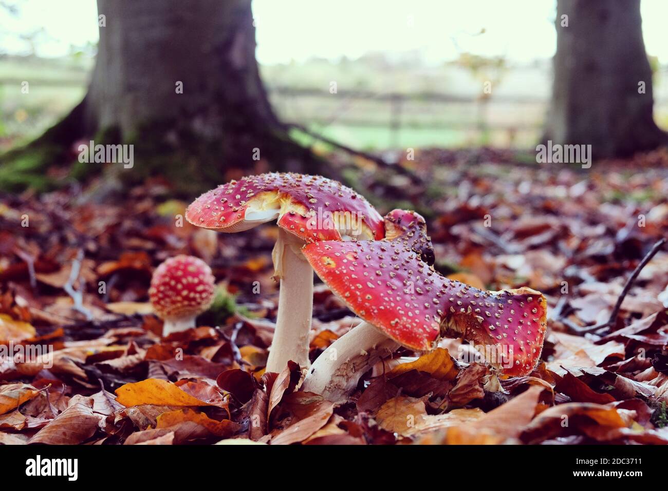 Spotted red mushroom hi-res stock photography and images - Alamy