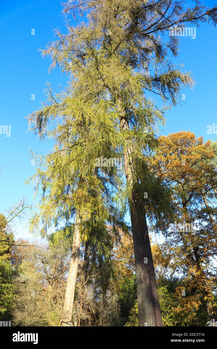 Big European Larch (Larix decidua) tree from below with blue sky Stock ...