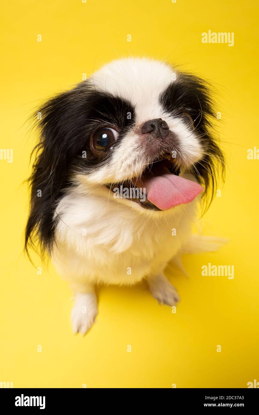 Little dog japanese chin breed hi-res stock photography and images - Alamy