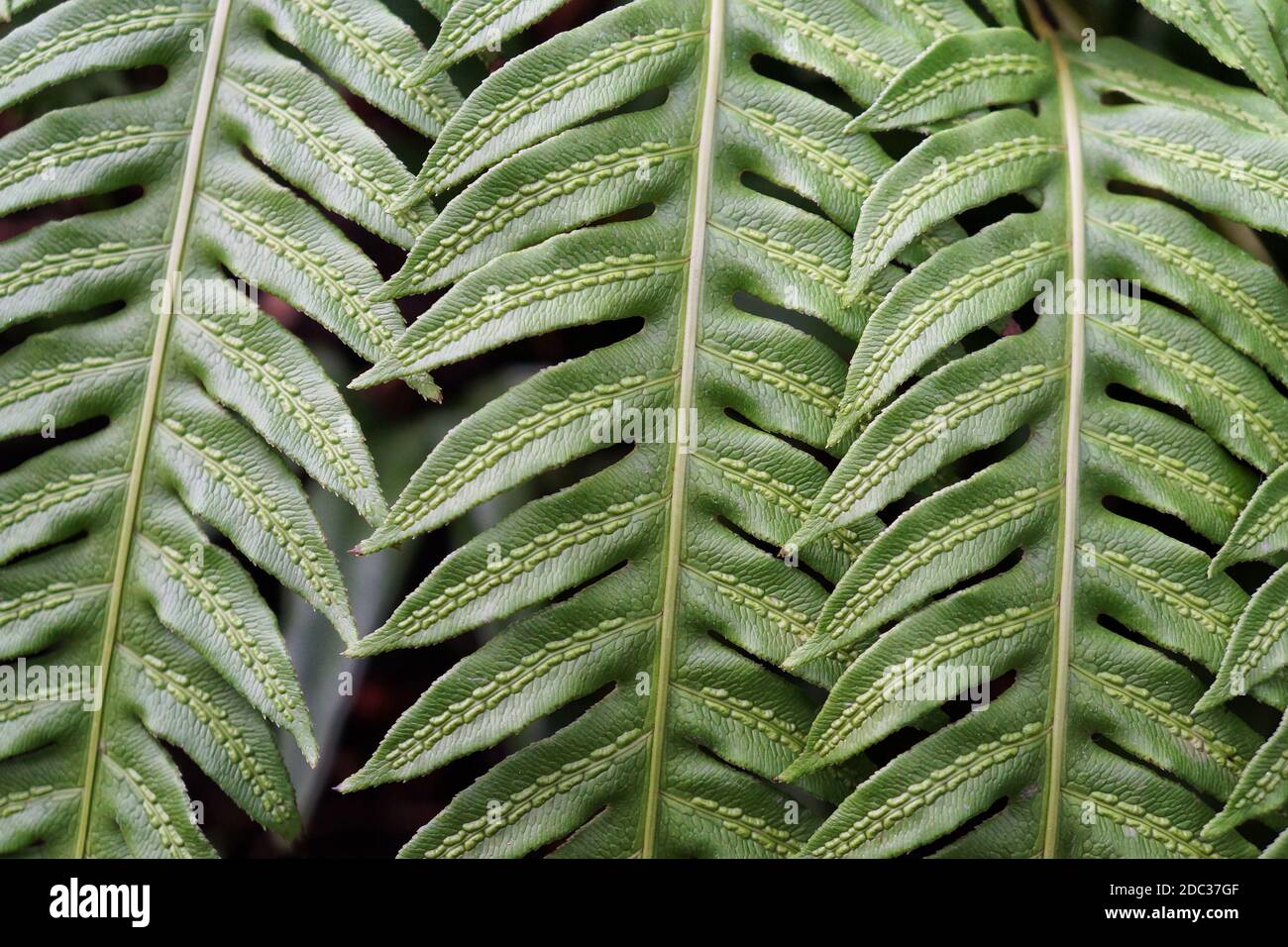 Texture from green leaves of a fern, close up Stock Photo - Alamy