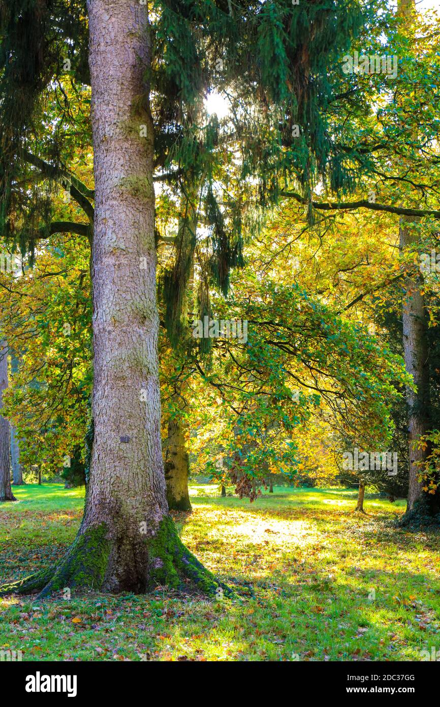 Colourful autumn trees at in a Park with tree shadow, England, UK Stock ...