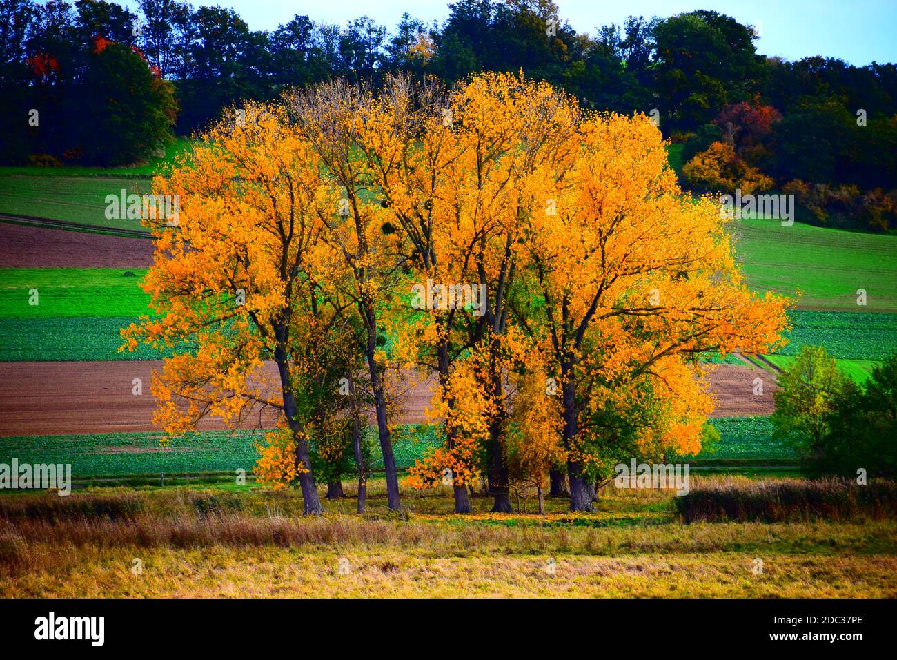 autumn in the Eifel, Thürer Wiesen Stock Photo - Alamy