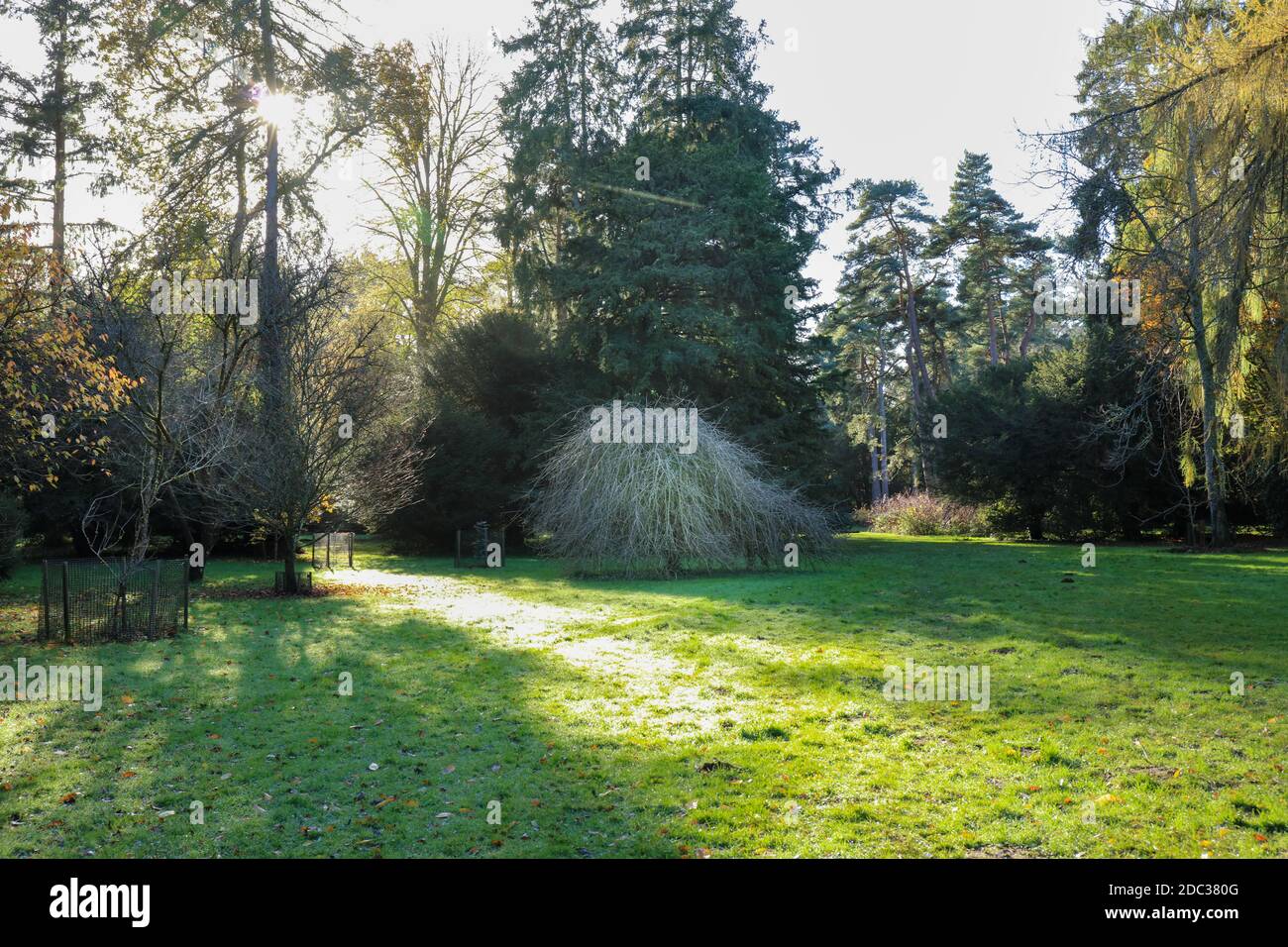 Colourful autumn trees at in a Park with tree shadow, England, UK Stock ...