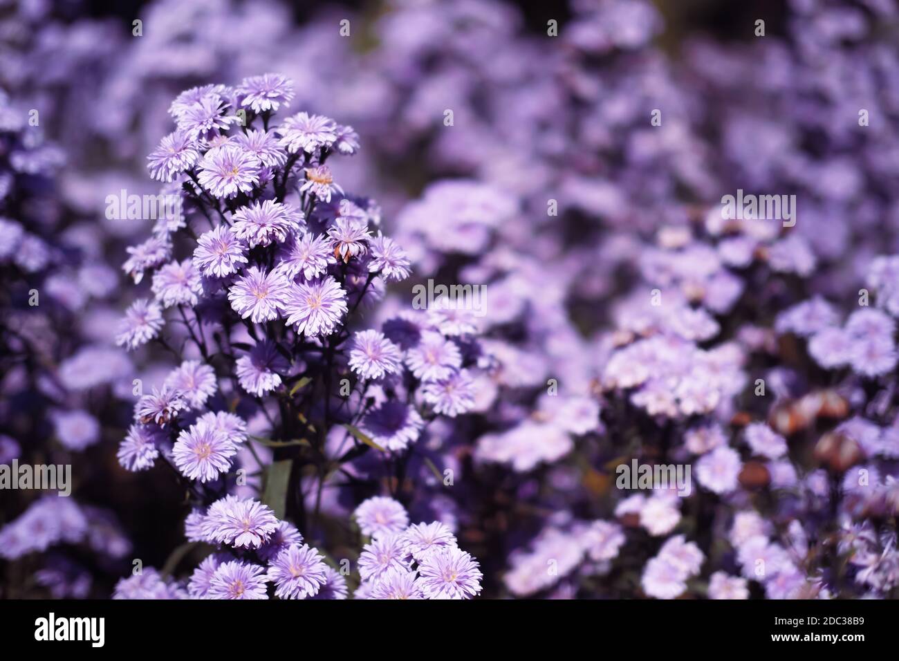 Margaret Field High Resolution Stock Photography and Images - Alamy