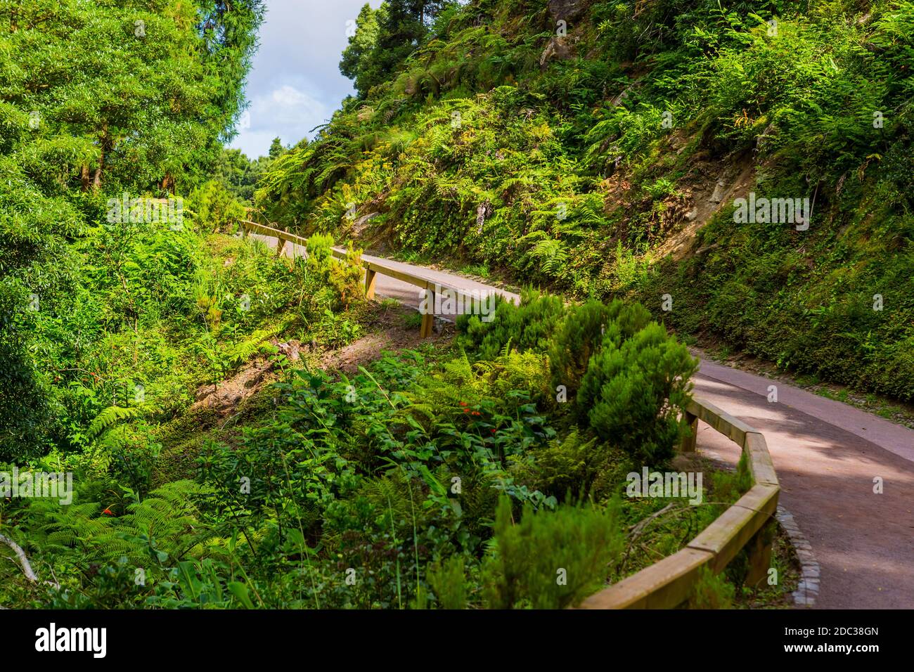 Path in Azorean forest with blue hydrangea flowers and rich green ...