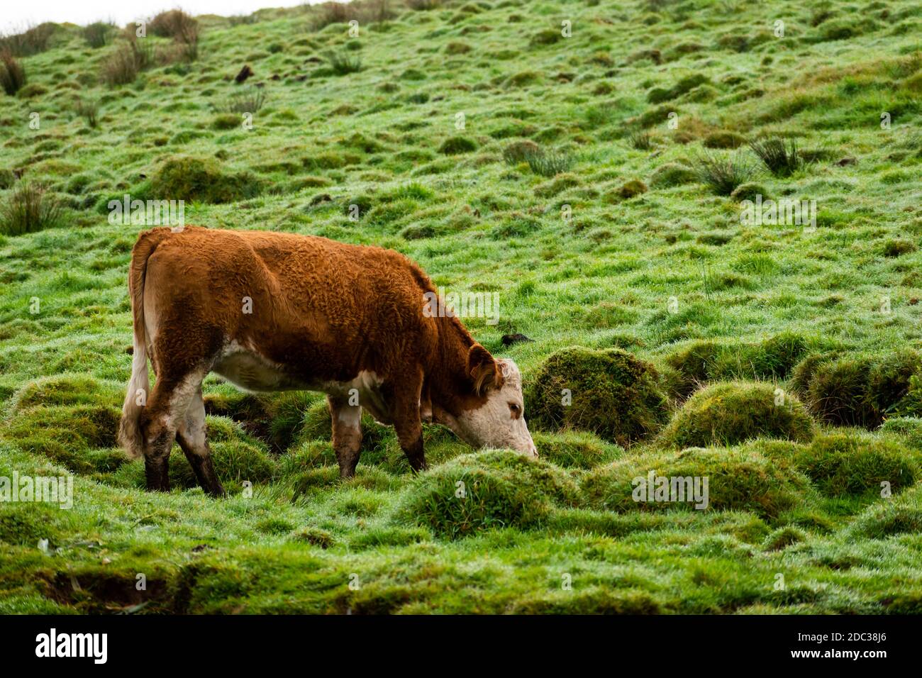 Cow in pico azores hi-res stock photography and images - Alamy