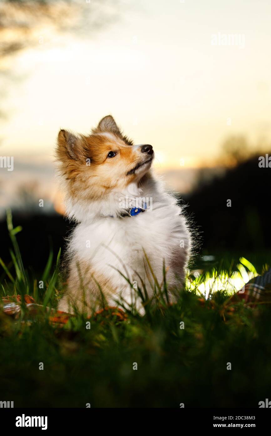 Shetland Sheepdog sitting against sunset background Stock Photo - Alamy