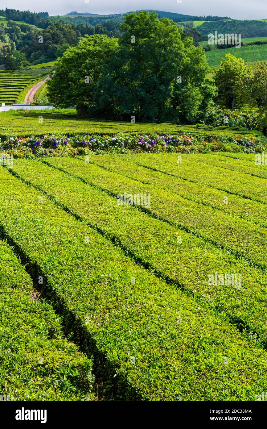 View on tea plantation rows in Gorreana. The oldest, and only, tea ...