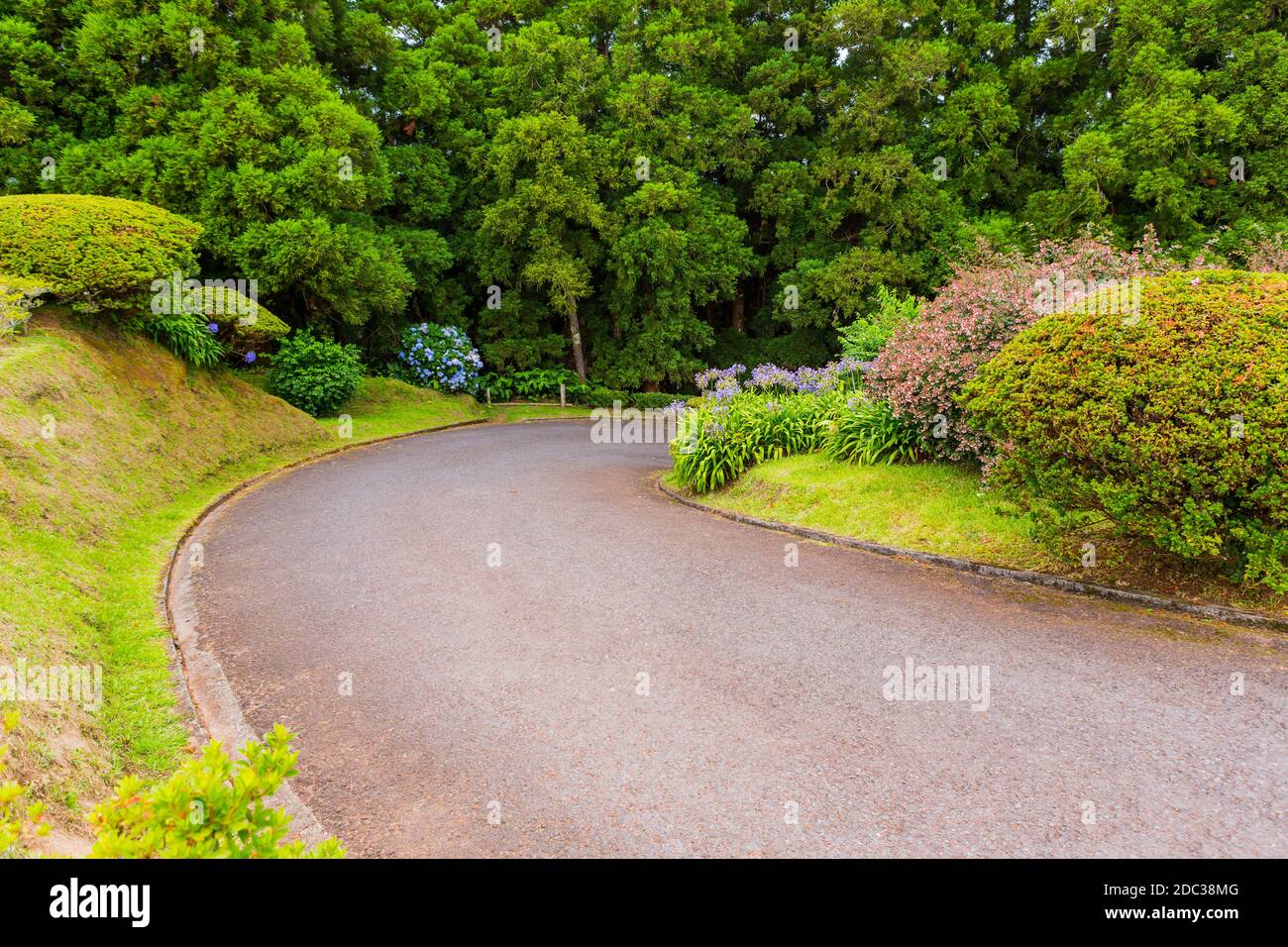 Path in Azorean forest with blue hydrangea flowers and rich green ...