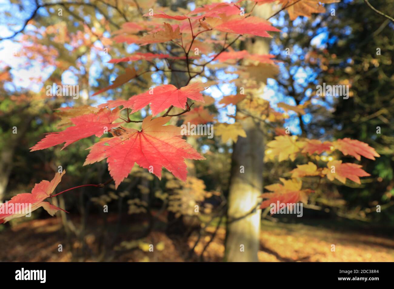 Full moon maple leaf hi-res stock photography and images - Alamy