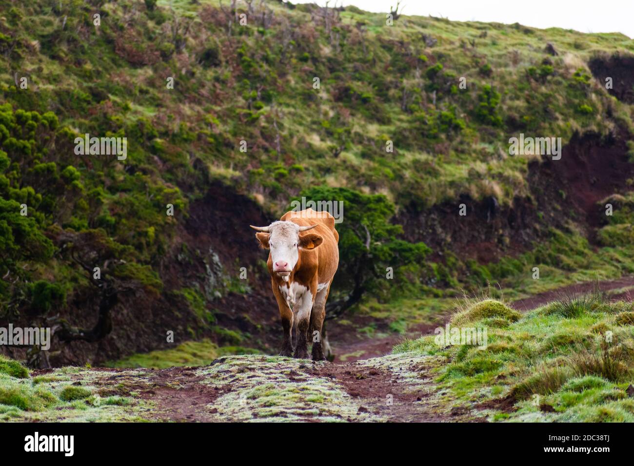 Lagoas hi-res stock photography and images - Alamy
