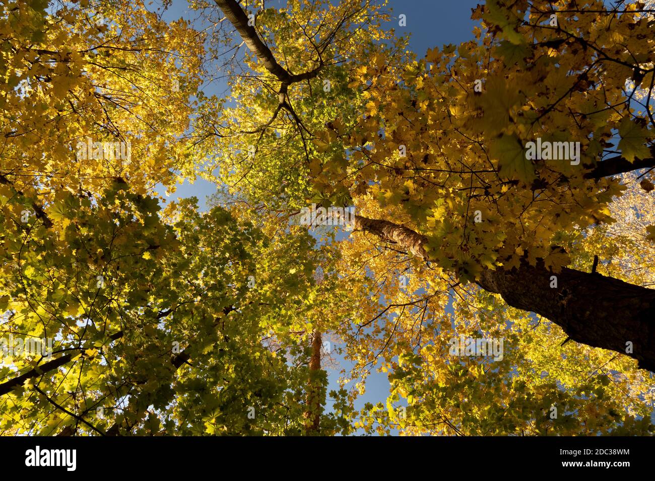 Blue Sky Through the Autumn Color Stock Photo - Alamy
