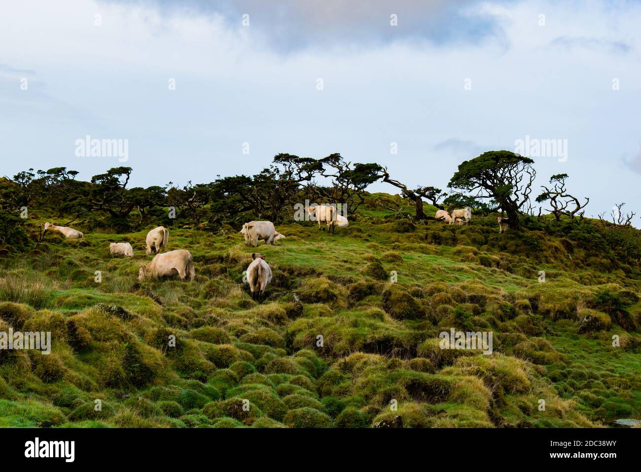 Cow in Pico azores near the lagoas Stock Photo - Alamy