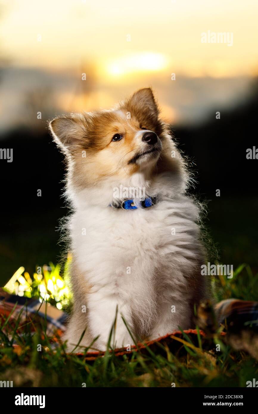 Shetland Sheepdog sitting against sunset background Stock Photo - Alamy