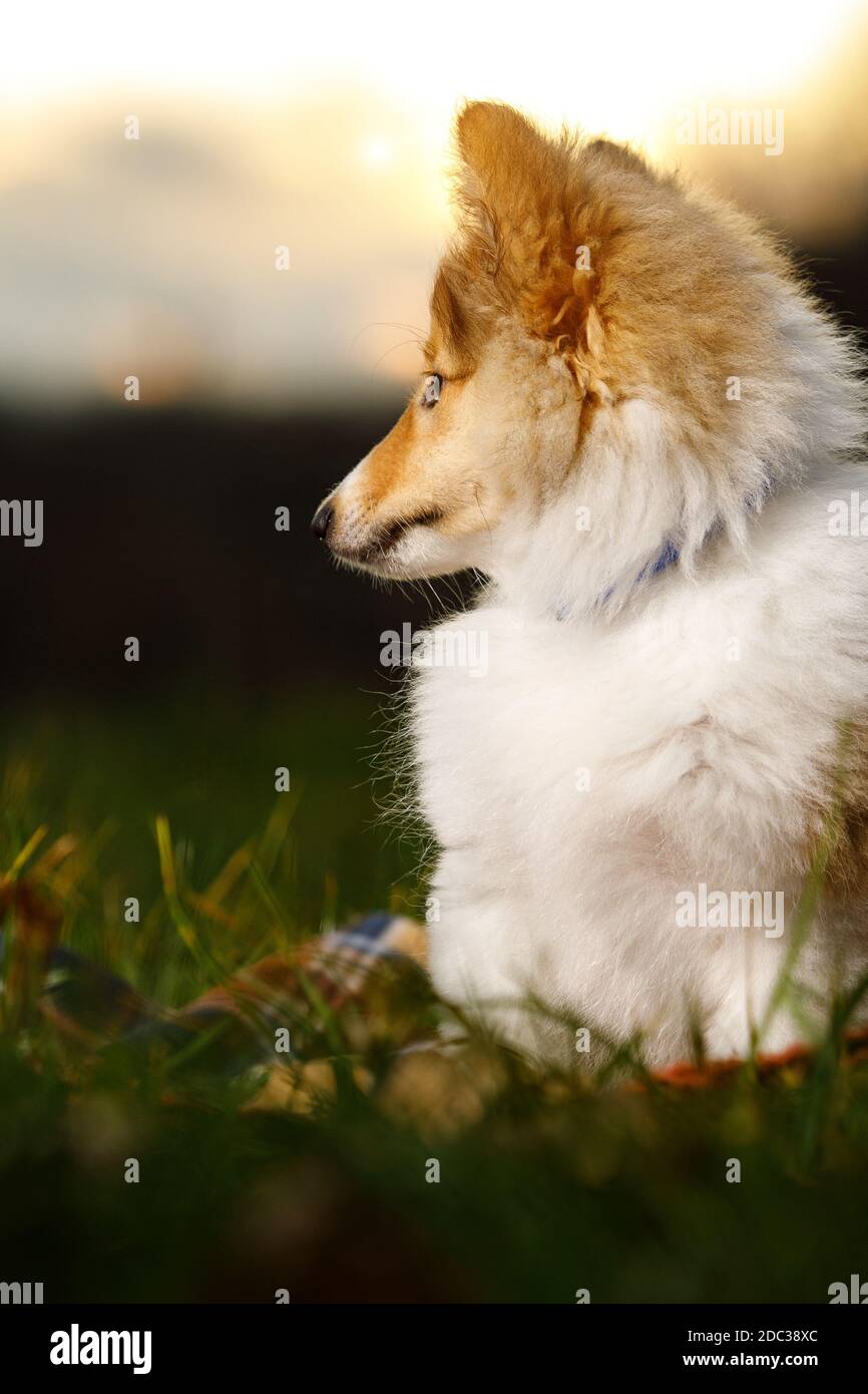 Shetland Sheepdog sitting against sunset background Stock Photo - Alamy