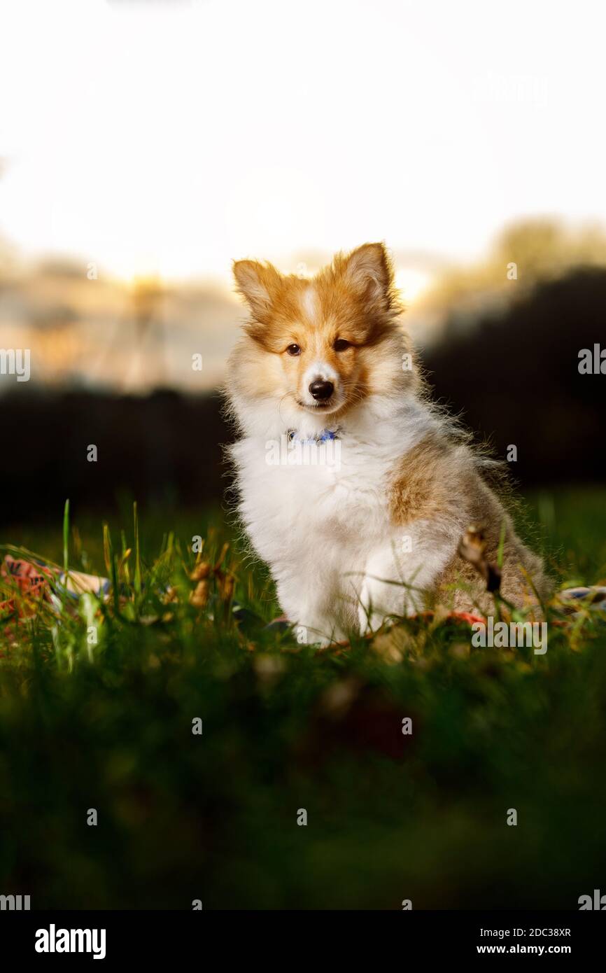 Shetland Sheepdog sitting against sunset background Stock Photo - Alamy