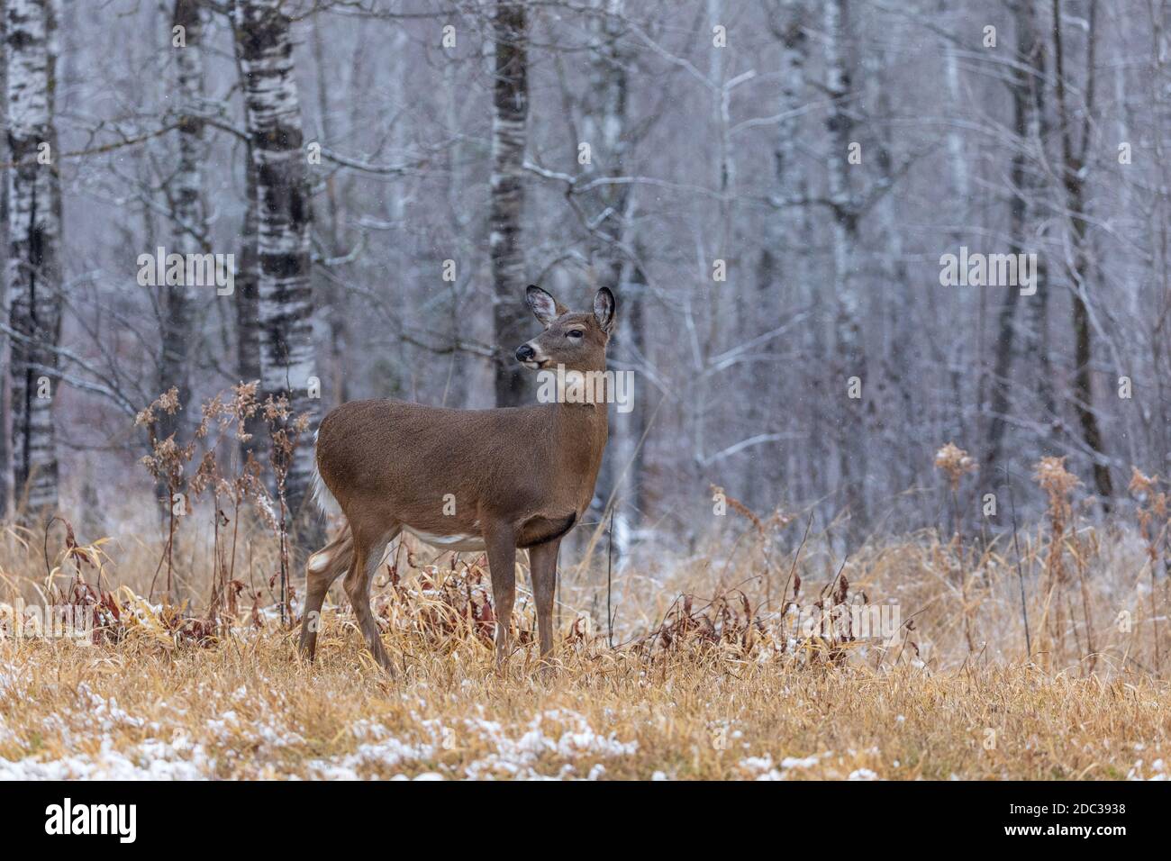 Whitetail deer doe looking back hi-res stock photography and images - Alamy