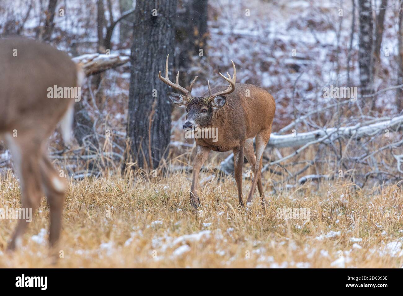 White-tailed buck during the rut in northern Wisconsin Stock Photo - Alamy