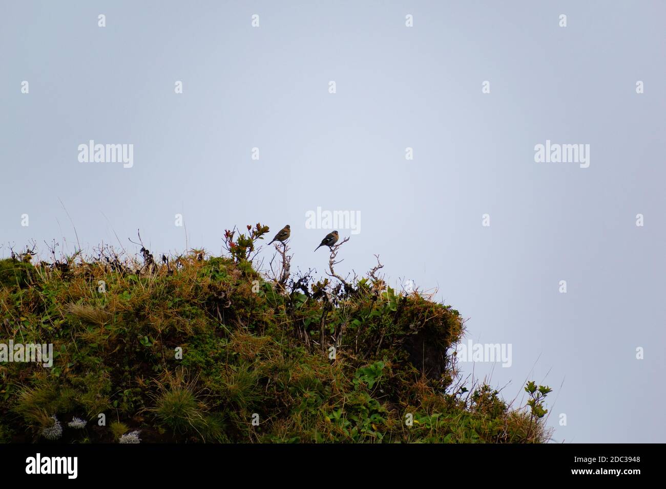 Bird in Azores Pico Stock Photo - Alamy