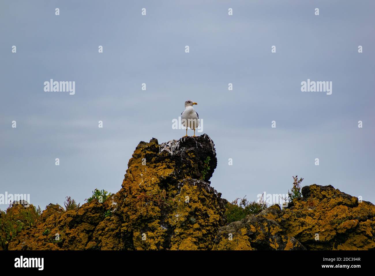 Bird of azores hi-res stock photography and images - Alamy