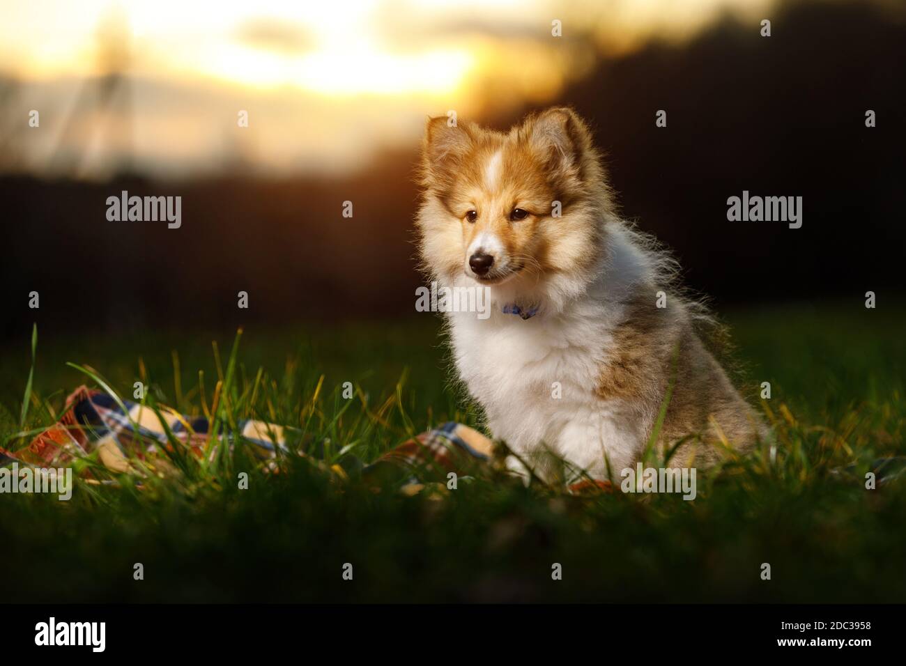 Shetland Sheepdog sitting against sunset background Stock Photo - Alamy