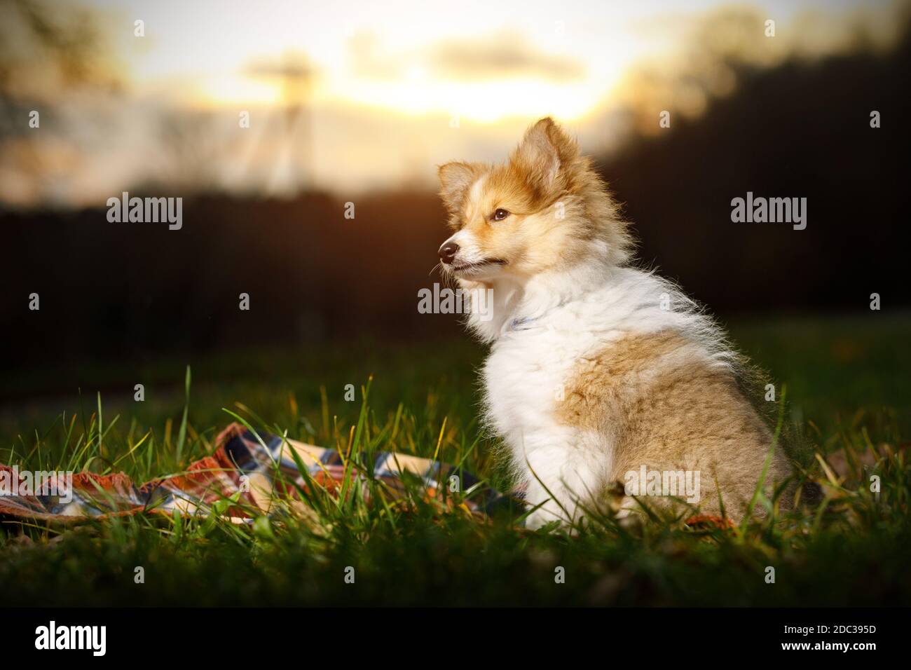 Shetland Sheepdog sitting against sunset background Stock Photo - Alamy