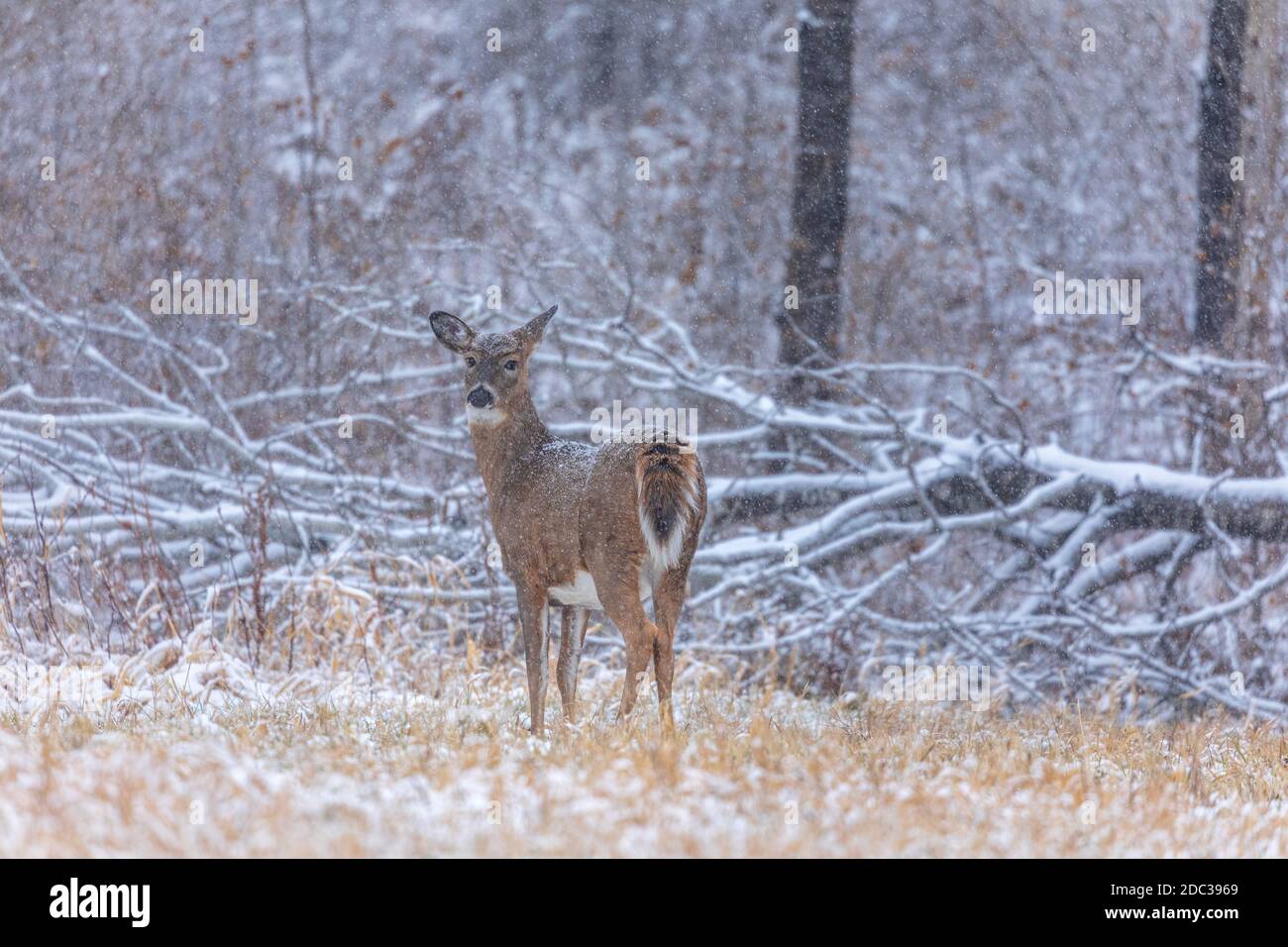 Snow falling on a doe in northern Wisconsin Stock Photo - Alamy