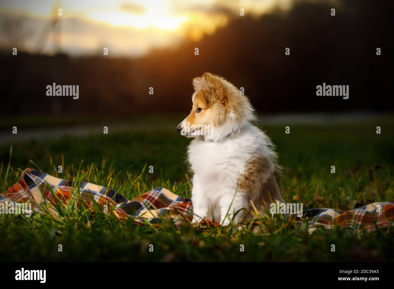 Shetland Sheepdog sitting against sunset background Stock Photo - Alamy