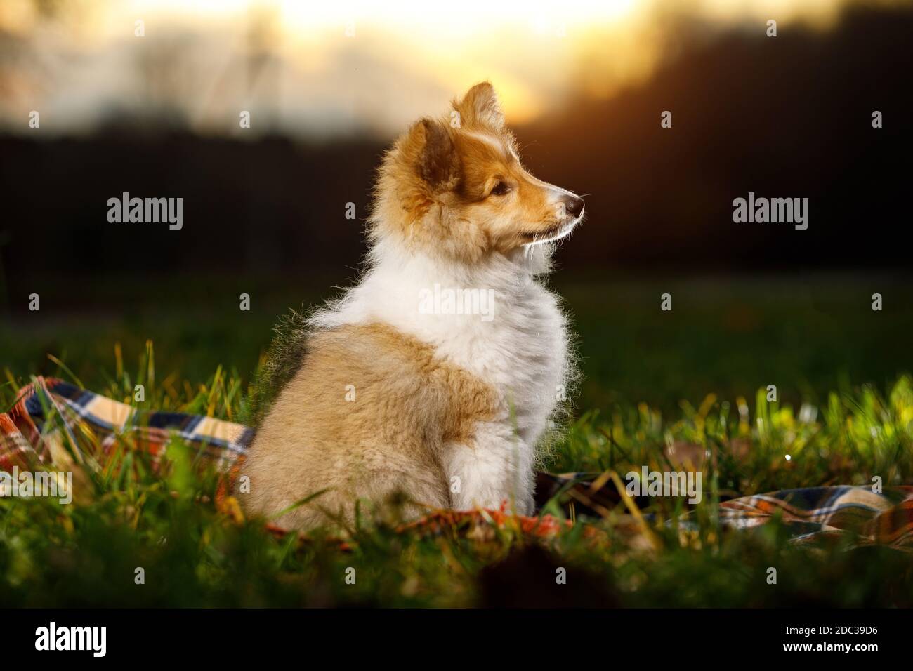 Shetland Sheepdog sitting against sunset background Stock Photo - Alamy