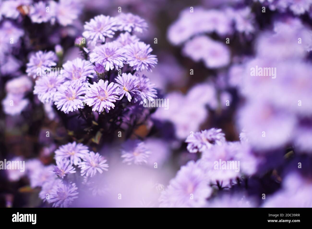 Margaret field hi-res stock photography and images - Alamy