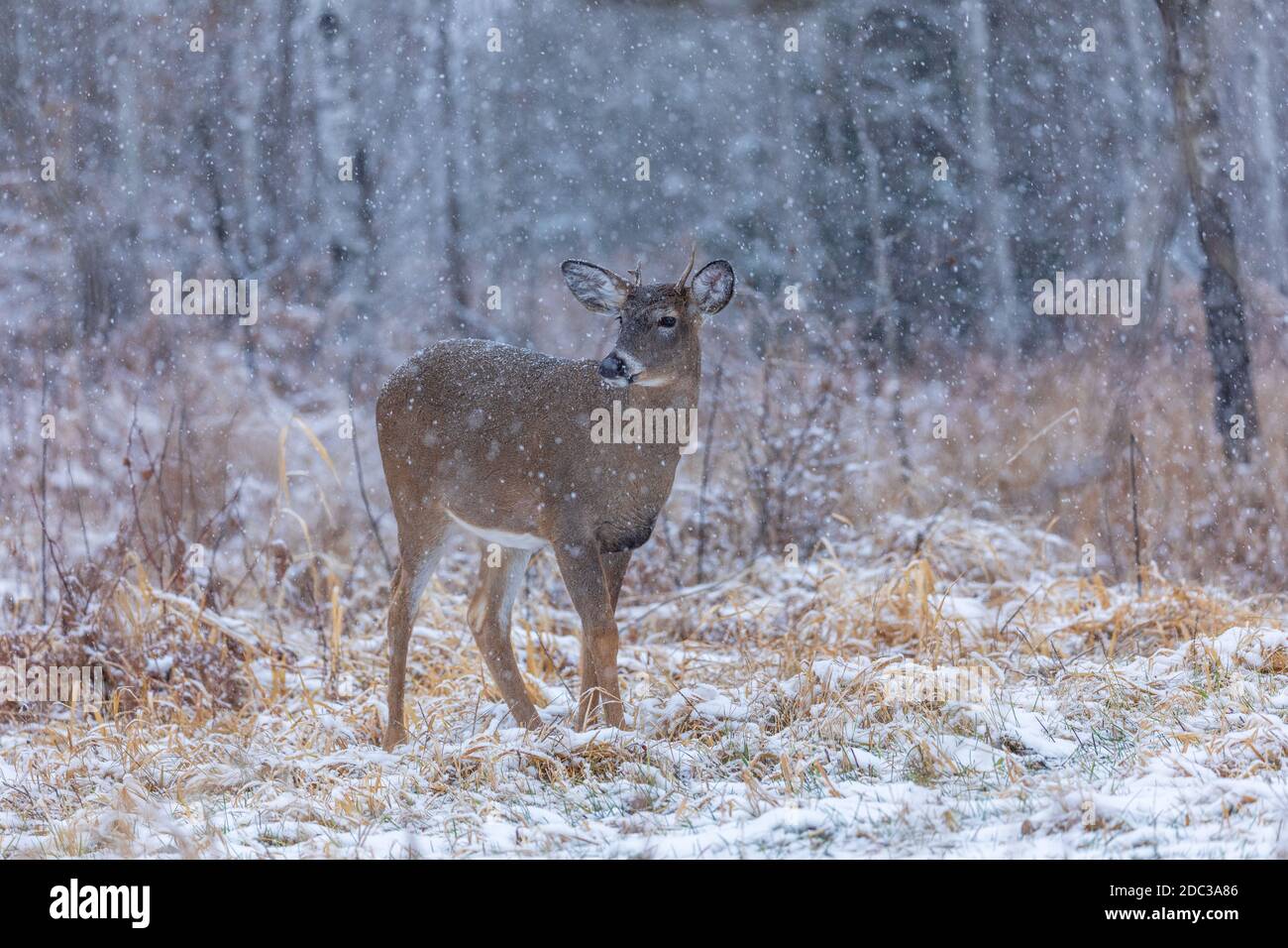 Snow falling on a young white-tailed buck in northern Wisconsin Stock ...
