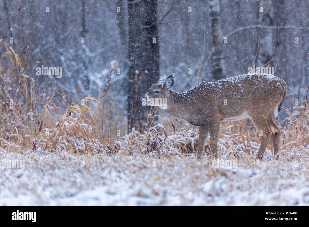Fawn performing flehmen hi-res stock photography and images - Alamy