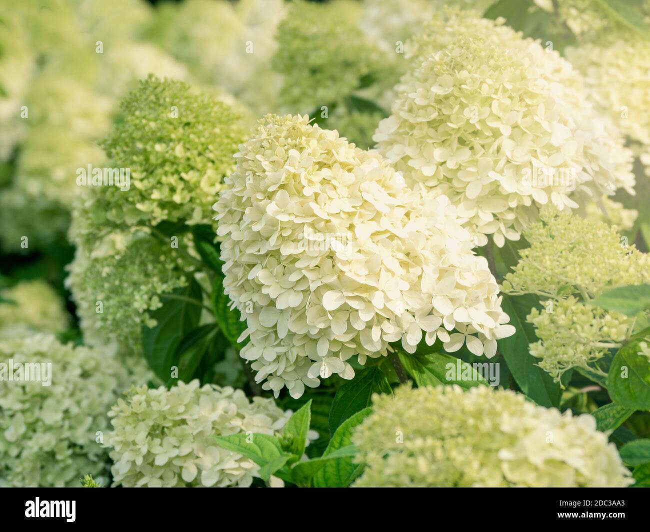 Cone shaped hydrangea hi-res stock photography and images - Alamy