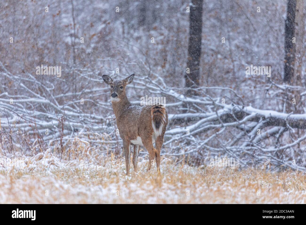 Snow falling on a doe in northern Wisconsin Stock Photo - Alamy