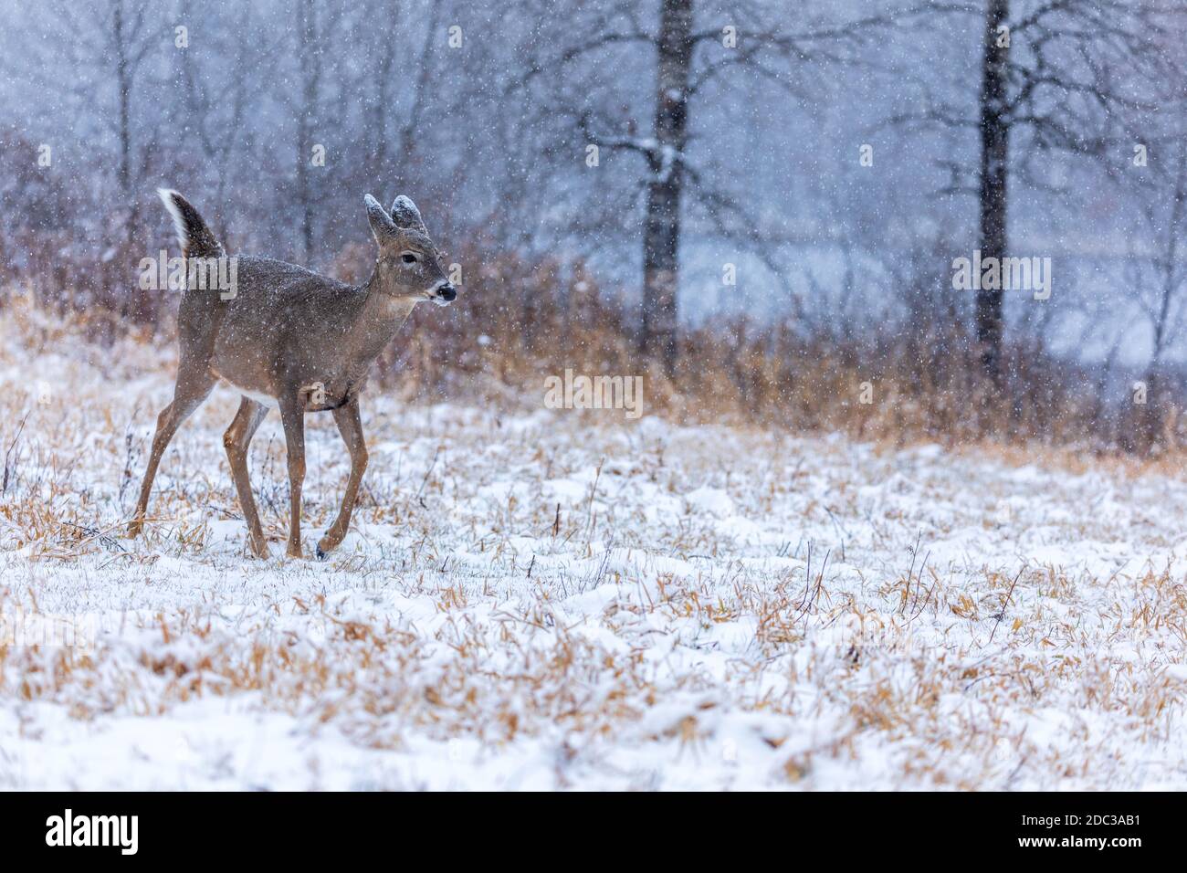 Snow falling on a doe in northern Wisconsin Stock Photo - Alamy