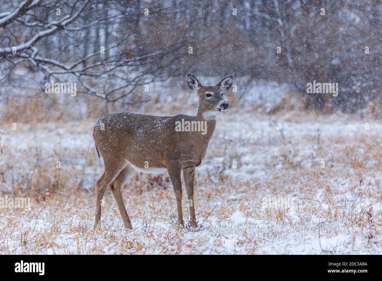 Snow falling on a doe in northern Wisconsin Stock Photo - Alamy