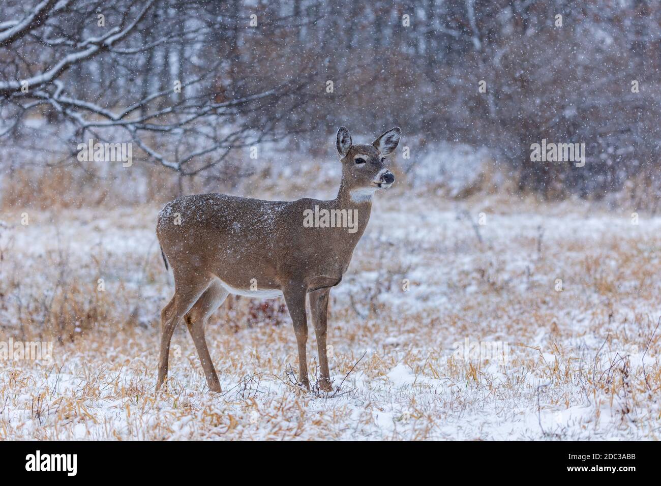 Snow falling on a doe in northern Wisconsin Stock Photo - Alamy