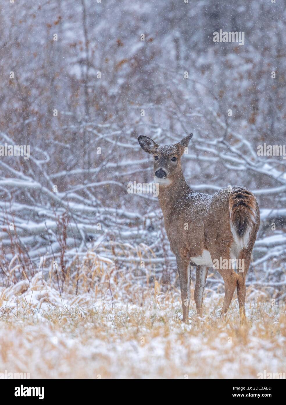 Snow falling on a doe in northern Wisconsin Stock Photo - Alamy