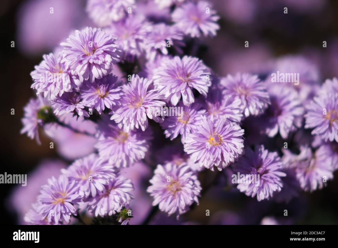 Margaret field hi-res stock photography and images - Alamy