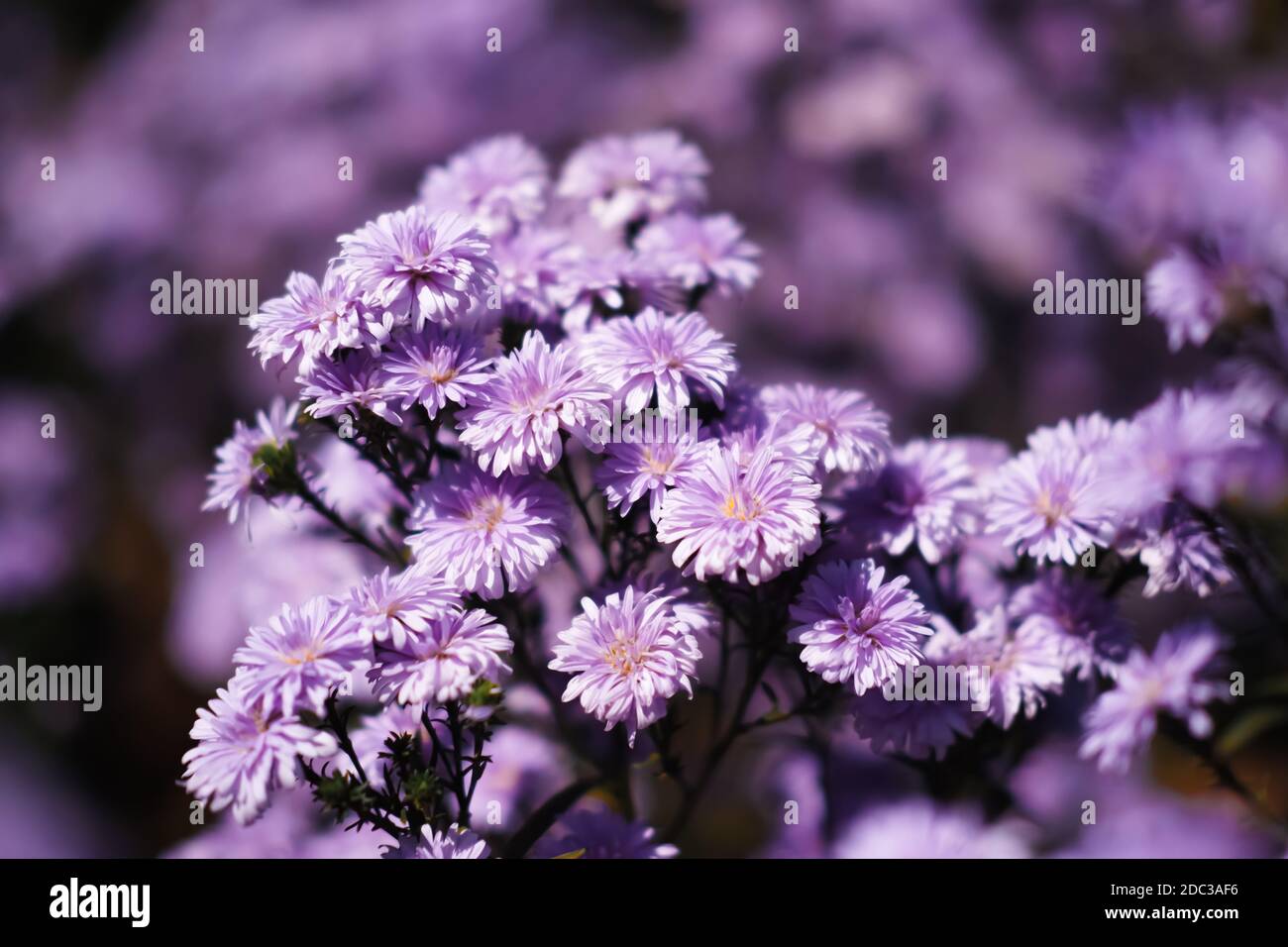 Close-up of Purple margaret flowers is blooming in the garden with ...