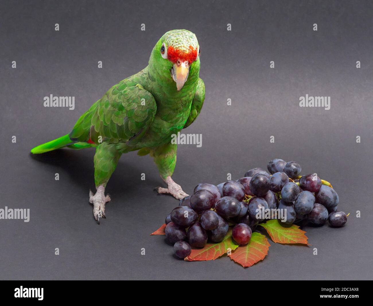 Large green parrot poses next to a bunch of red grapes on a dark ...